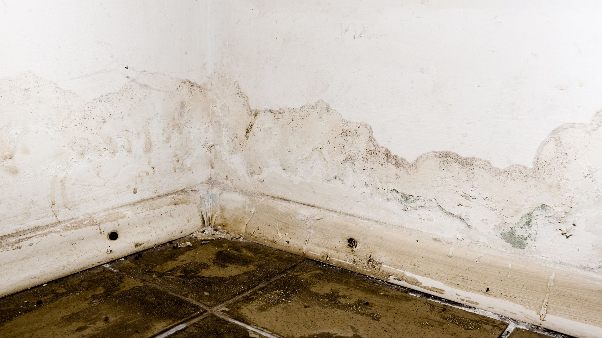 Penetrating Damp Vs Rising Damp: What’s The Difference?