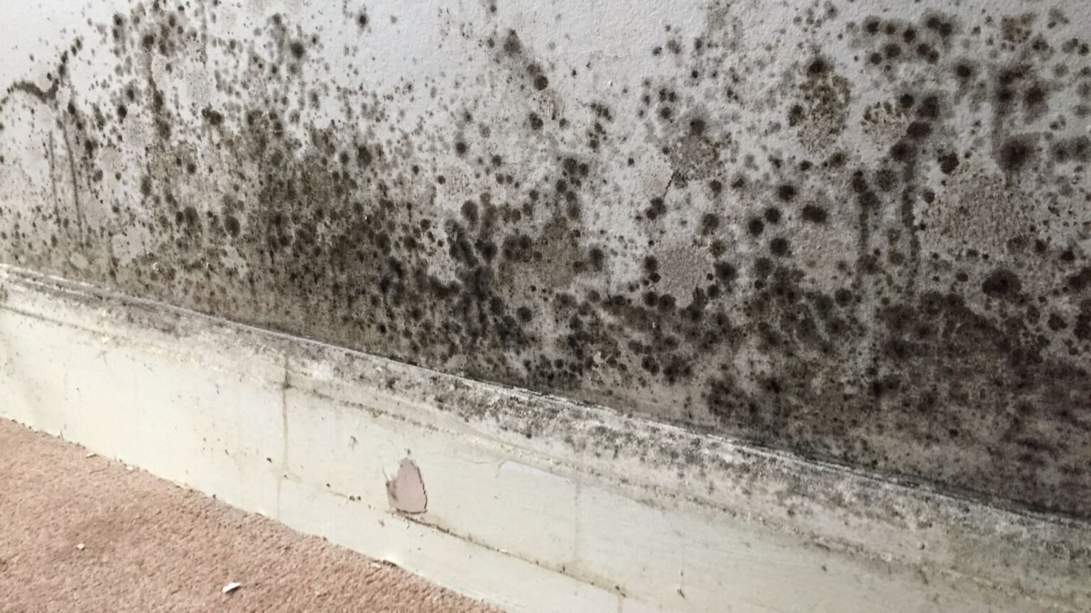 Mould Treatment Services | Free Mould Surveys